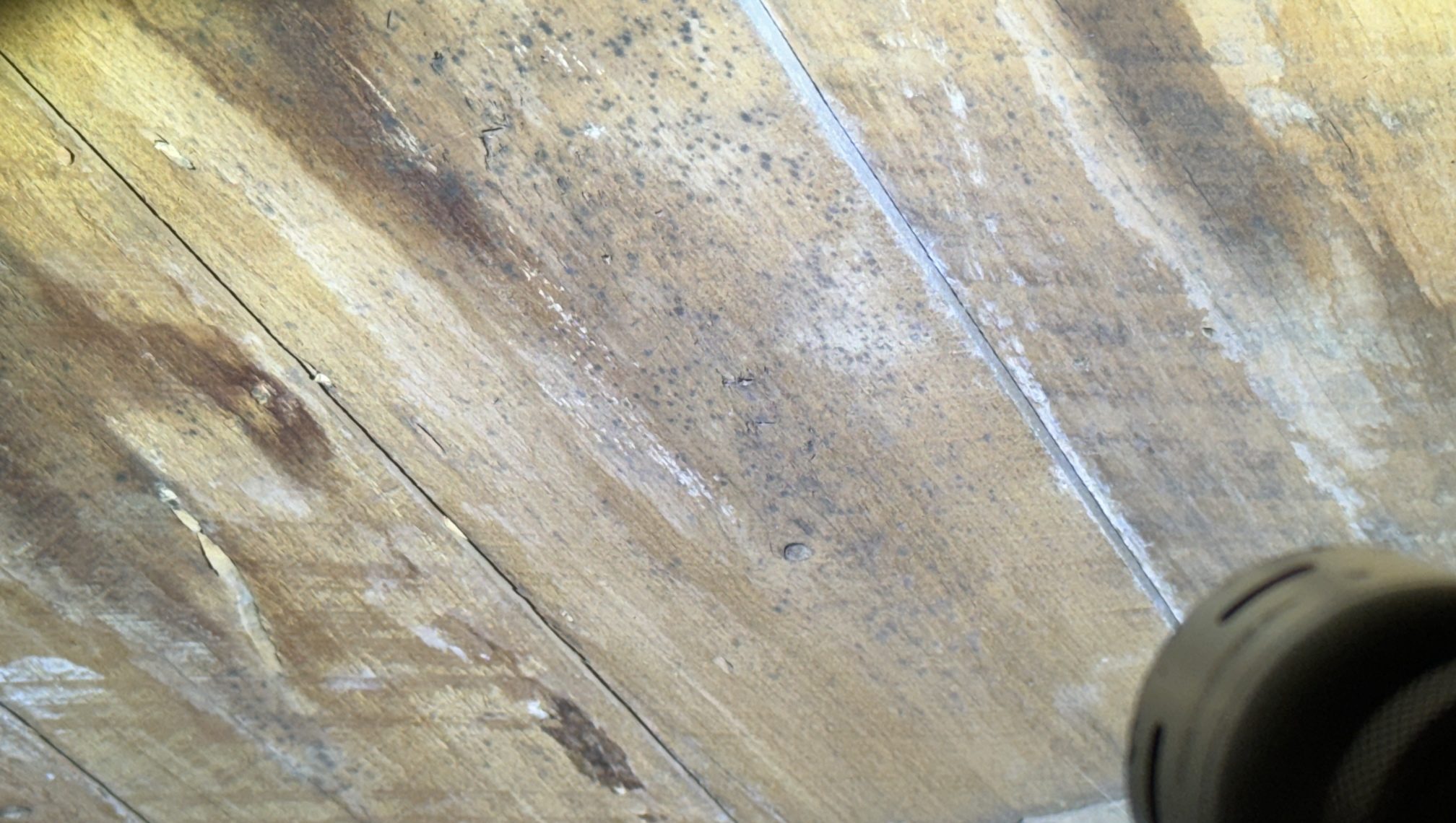 Nanotise Mould Removal Sydney